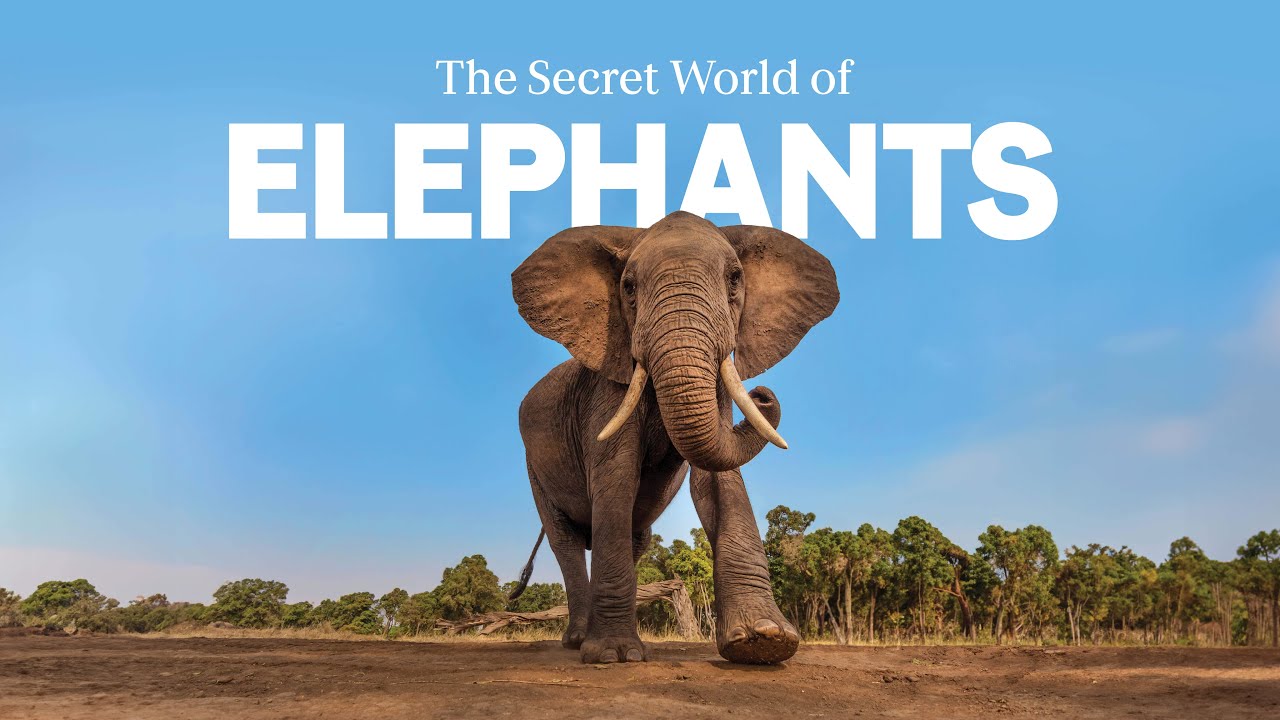 The Secret World of Elephants at the Denver - Denvers Best